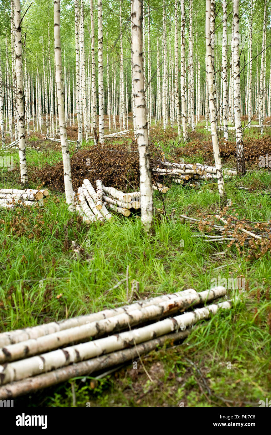 A birch forest, Finland Stock Photo - Alamy