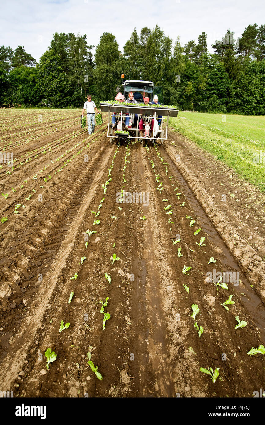 People working in a field, Finland Stock Photo - Alamy