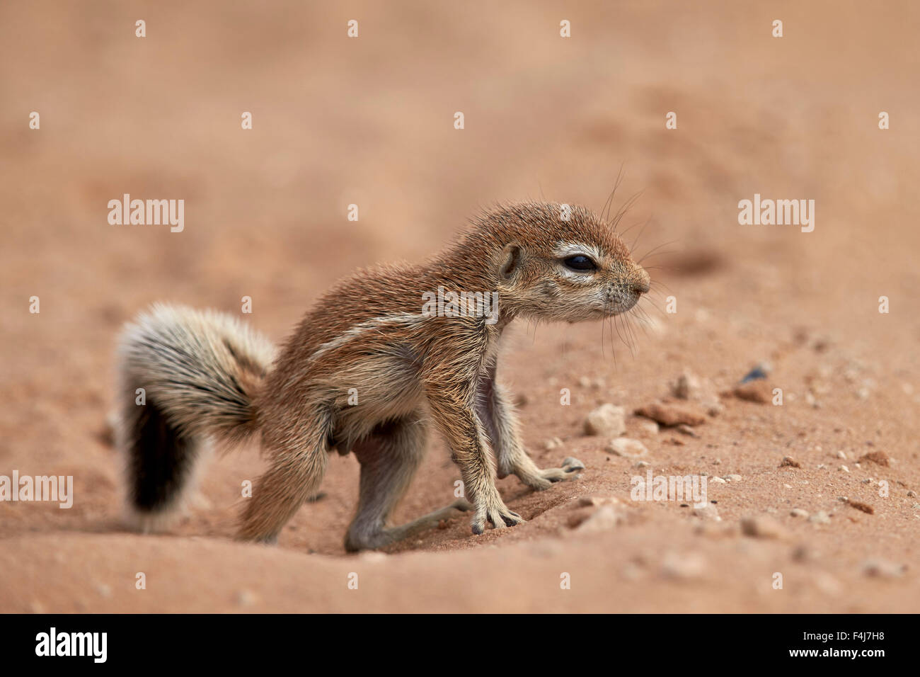 Baby Cape ground squirrel, Kgalagadi Transfrontier Park, encompassing ...