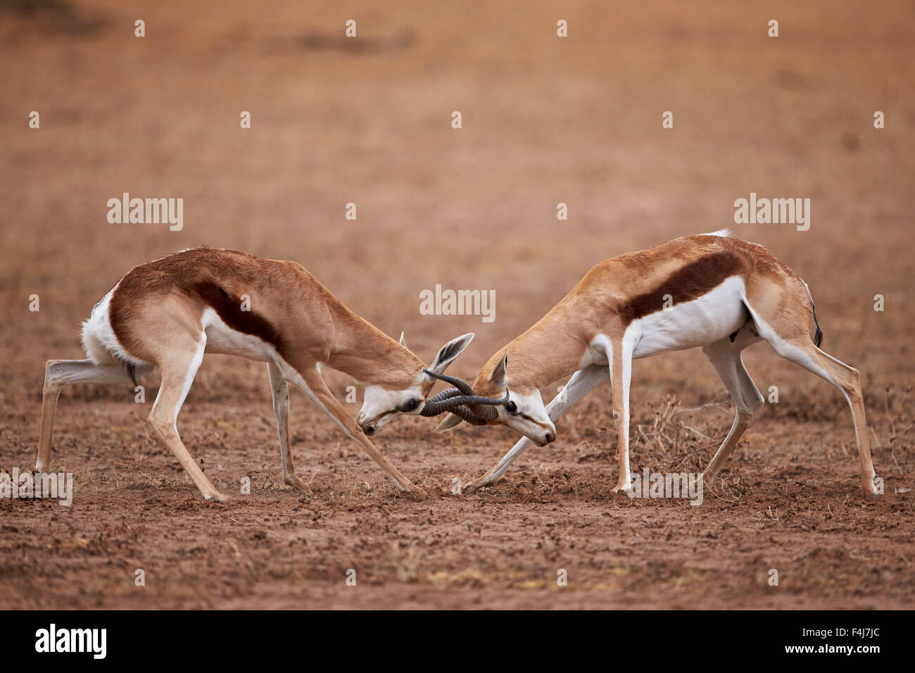 Springbok head hi-res stock photography and images - Alamy