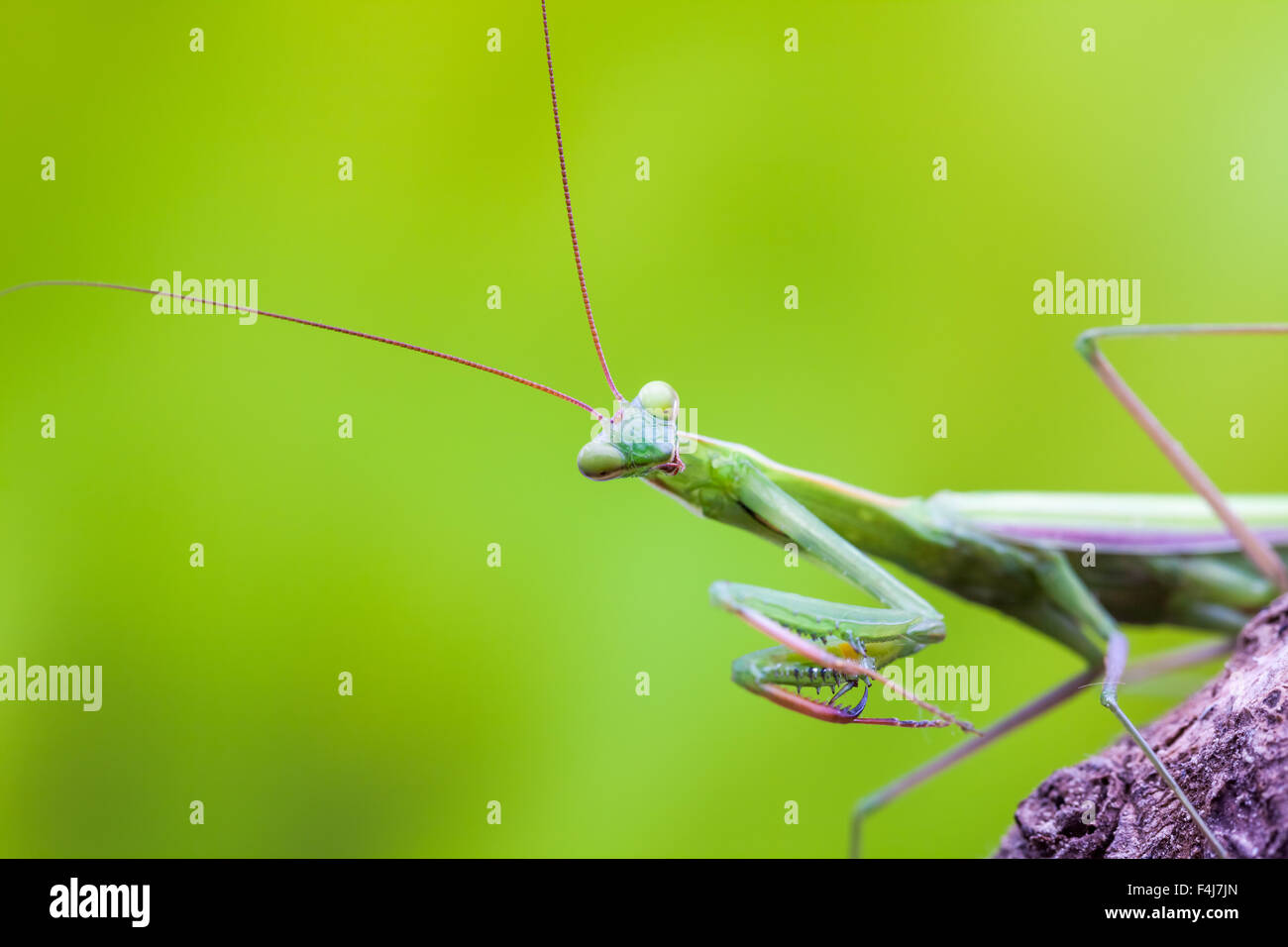 an green mantis crawling over a branch of a tree Stock Photo - Alamy