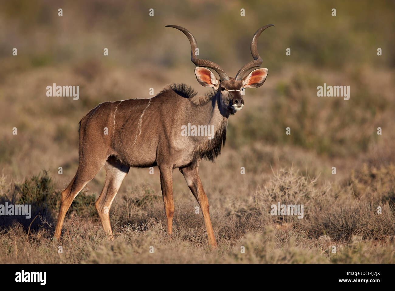 Buck kudu hi-res stock photography and images - Alamy
