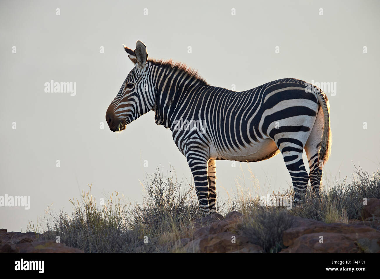 Cape mountain zebra (Equus zebra zebra), Karoo National Park, South ...
