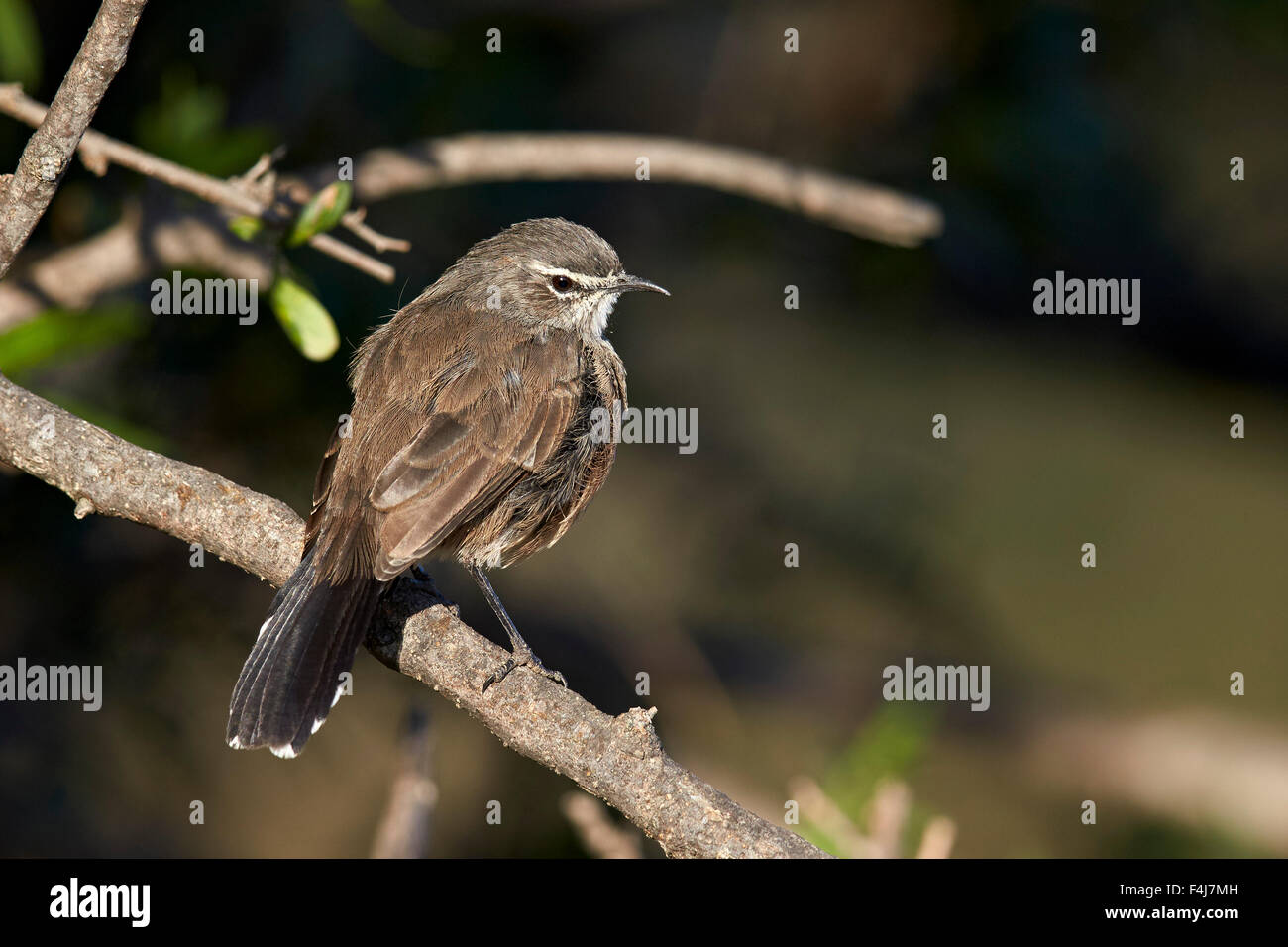 Karoo robin (Karoo scrub-robin) (Cercotrichas coryphoeus), Mountain ...