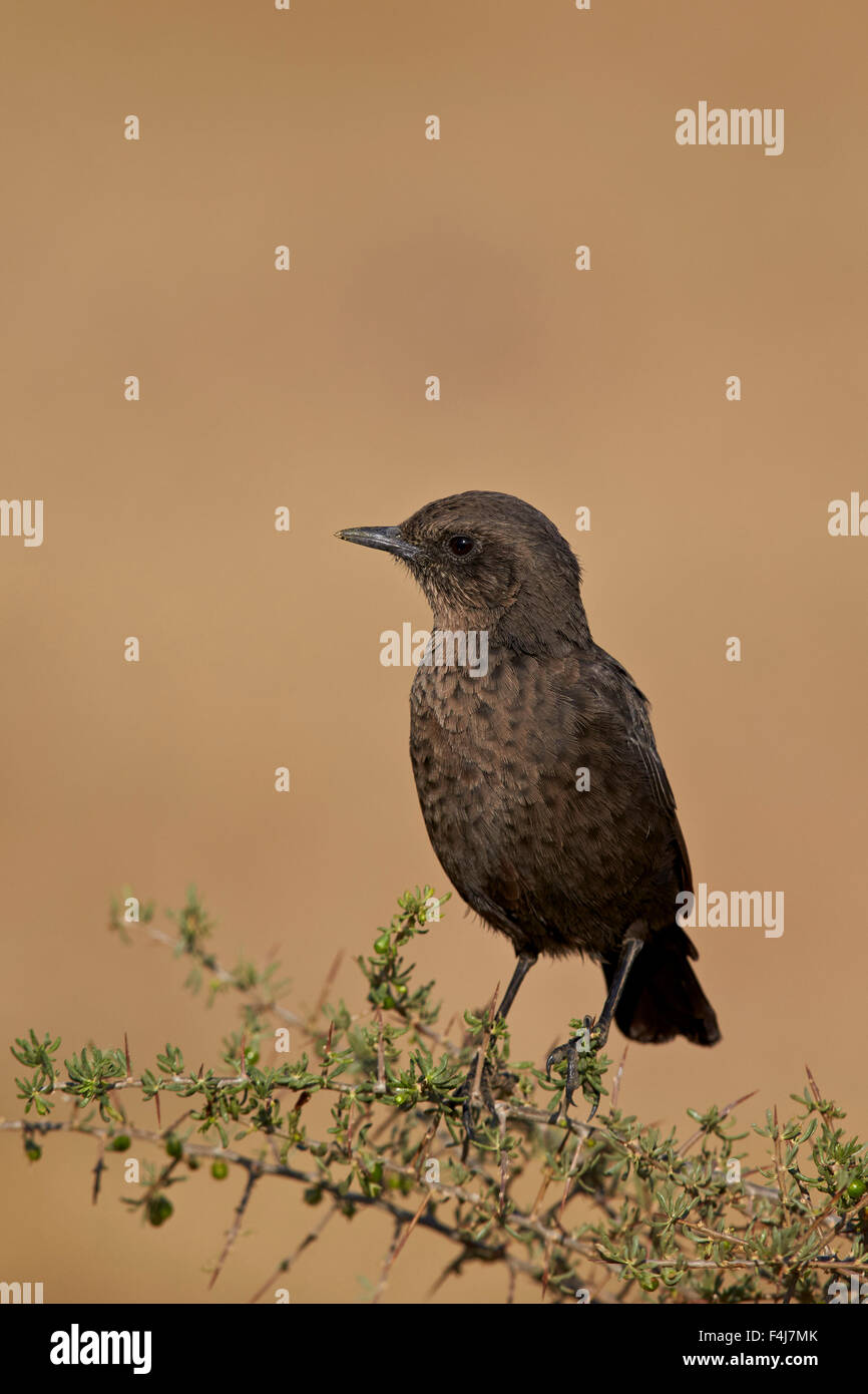 Southern ant-eating chat (Myrmecocichla formicivora), Mountain Zebra ...