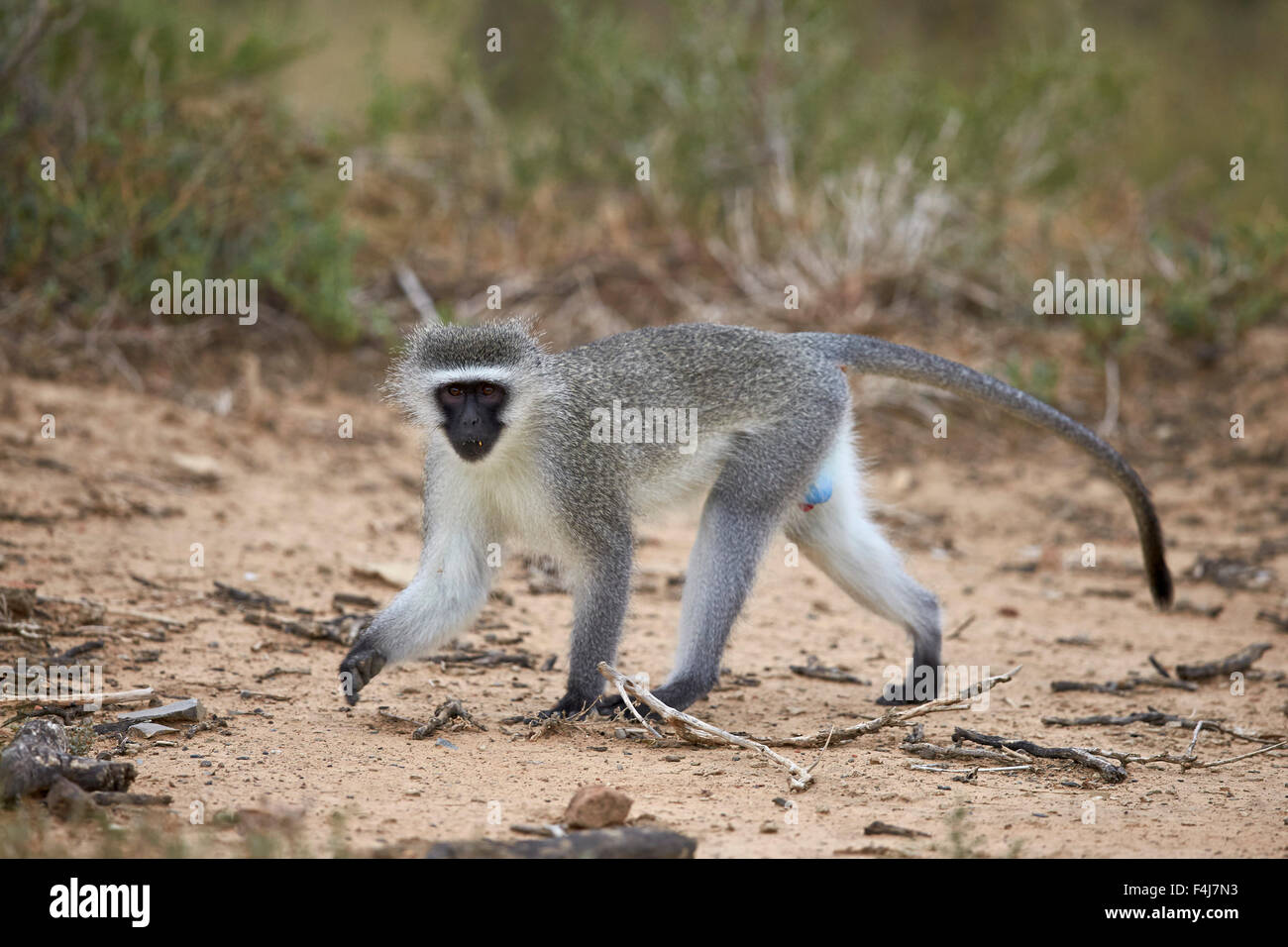 Zebra monkey hi-res stock photography and images - Alamy
