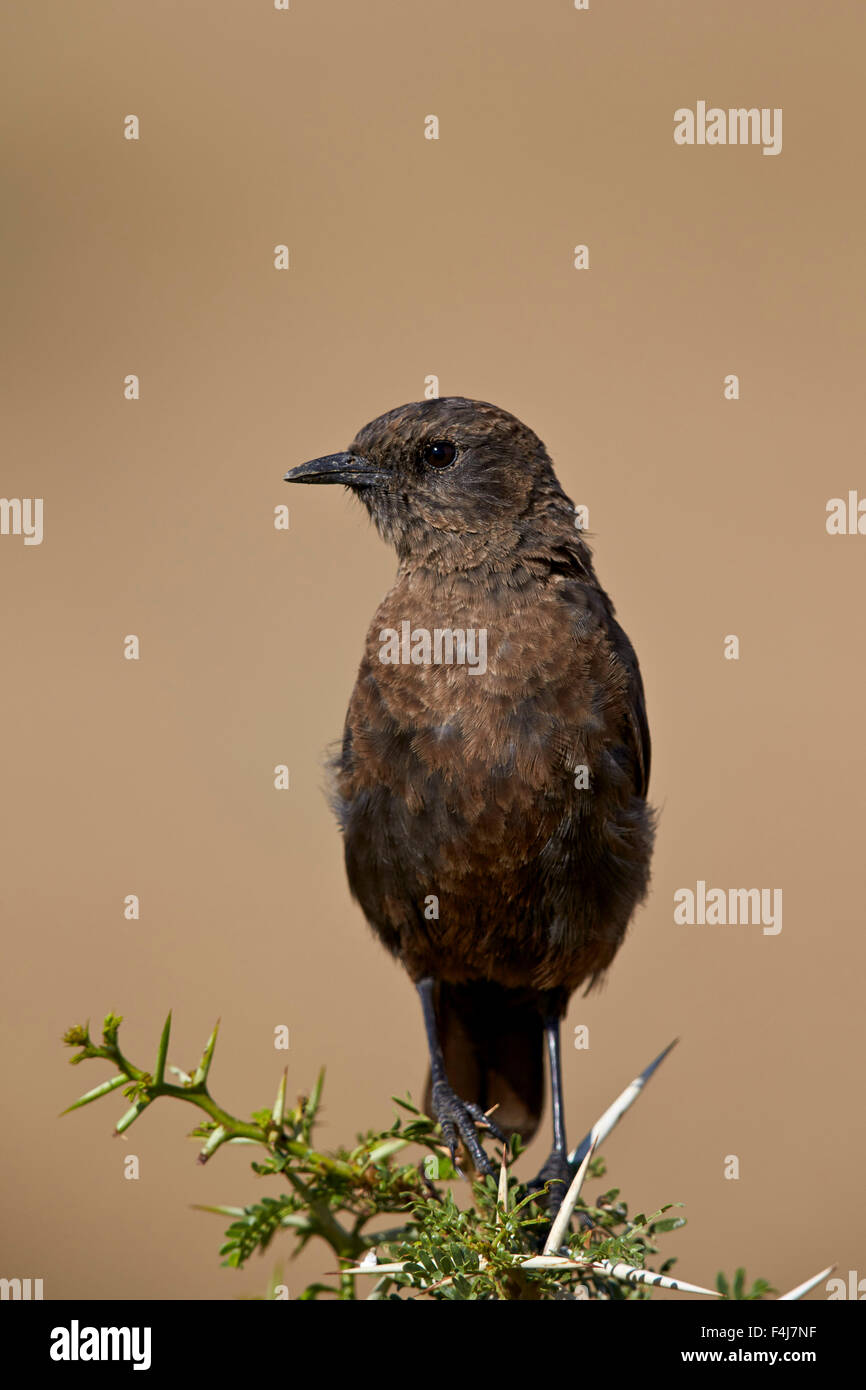 Southern ant-eating chat (Myrmecocichla formicivora), Mountain Zebra ...
