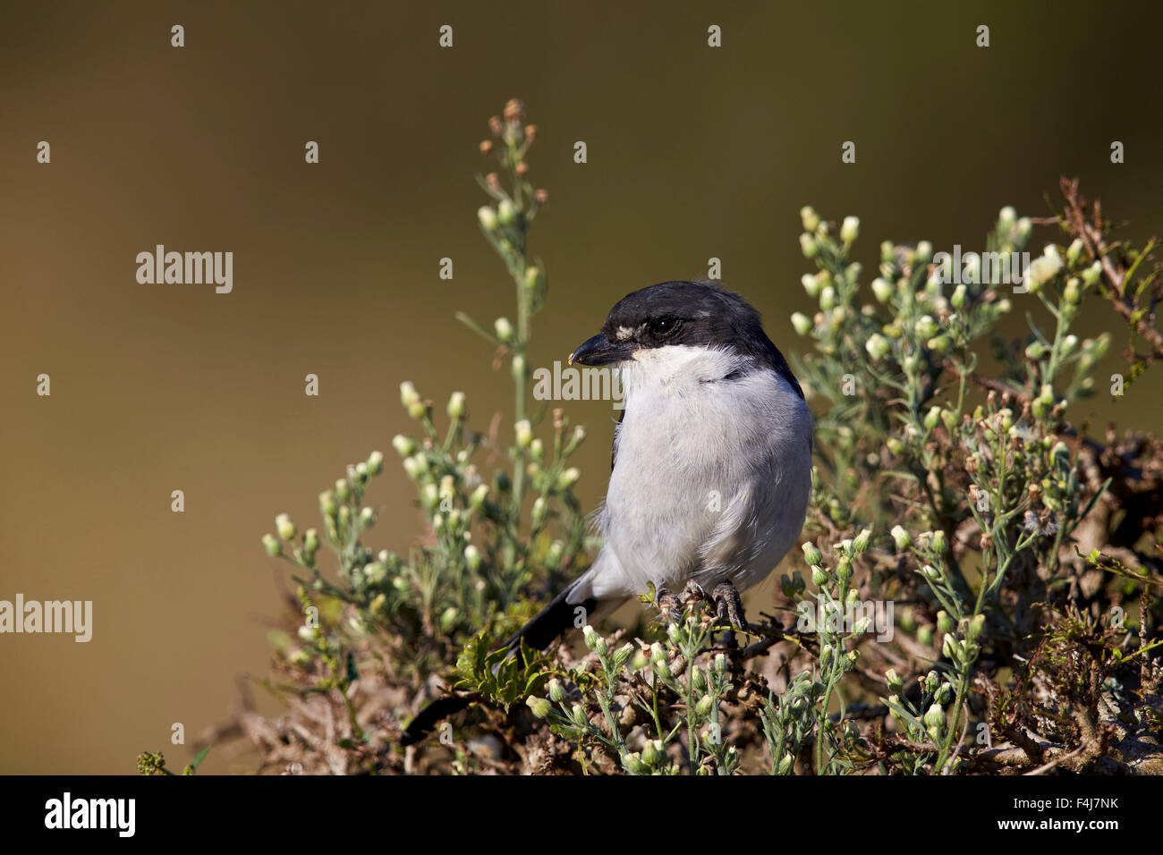 Fiscal shrike (common fiscal) (Lanius collaris), Addo Elephant National ...