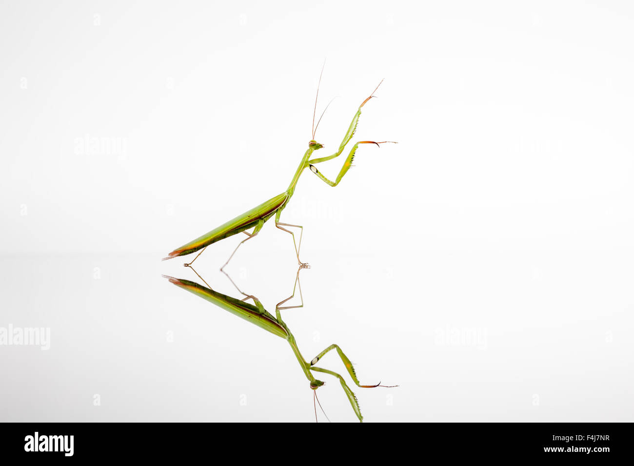 an green mantis crawling over a reflection title Stock Photo - Alamy