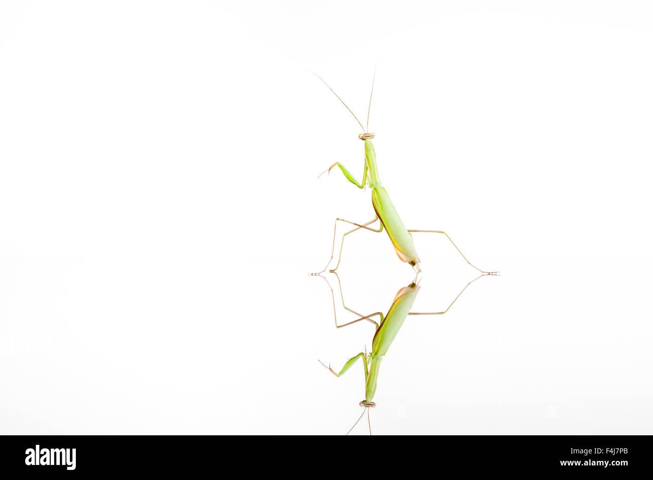 Praying Mantis Crawling High Resolution Stock Photography and Images ...