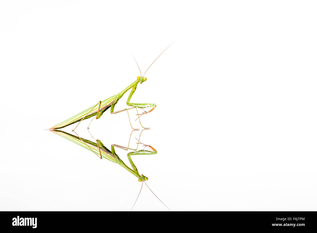 an green mantis crawling over a reflection title Stock Photo - Alamy