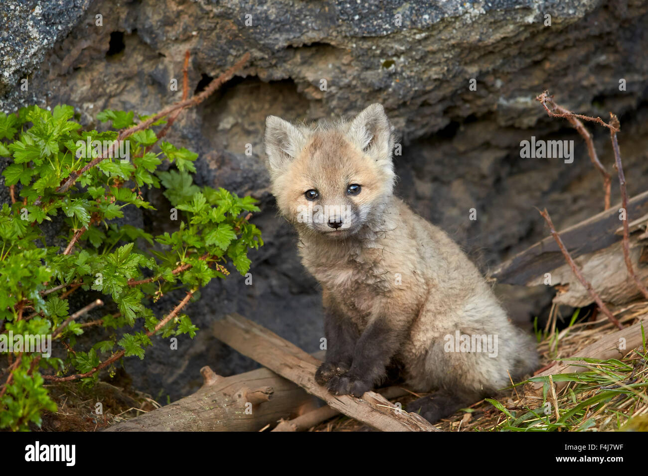 Red fox (Vulpes vulpes) (Vulpes fulva) kit posing, Yellowstone National ...