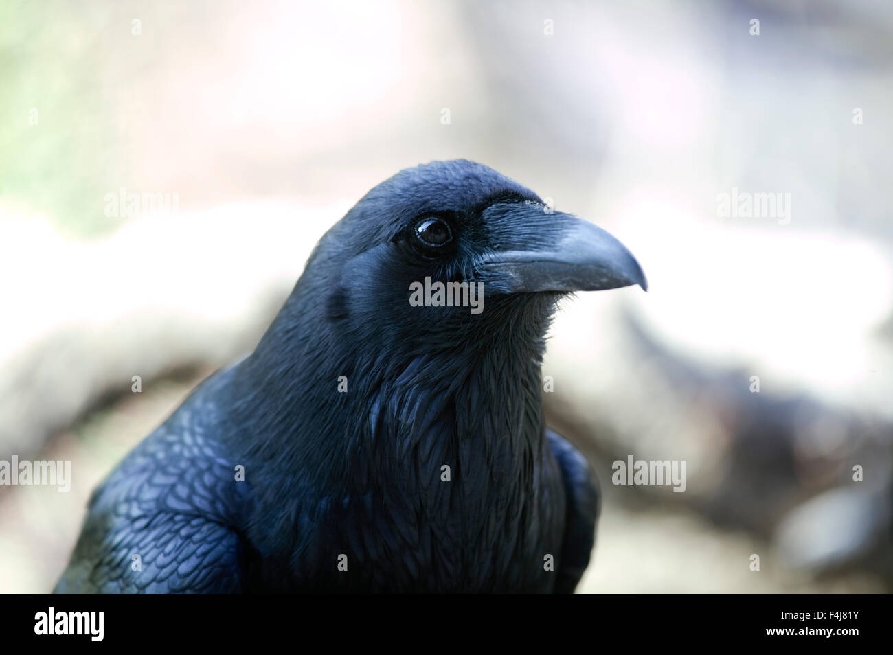 Raven bird image hi-res stock photography and images - Alamy