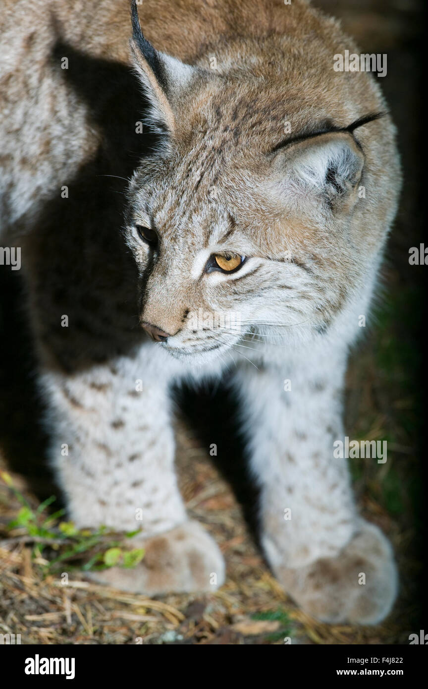 Lynx image hi-res stock photography and images - Alamy