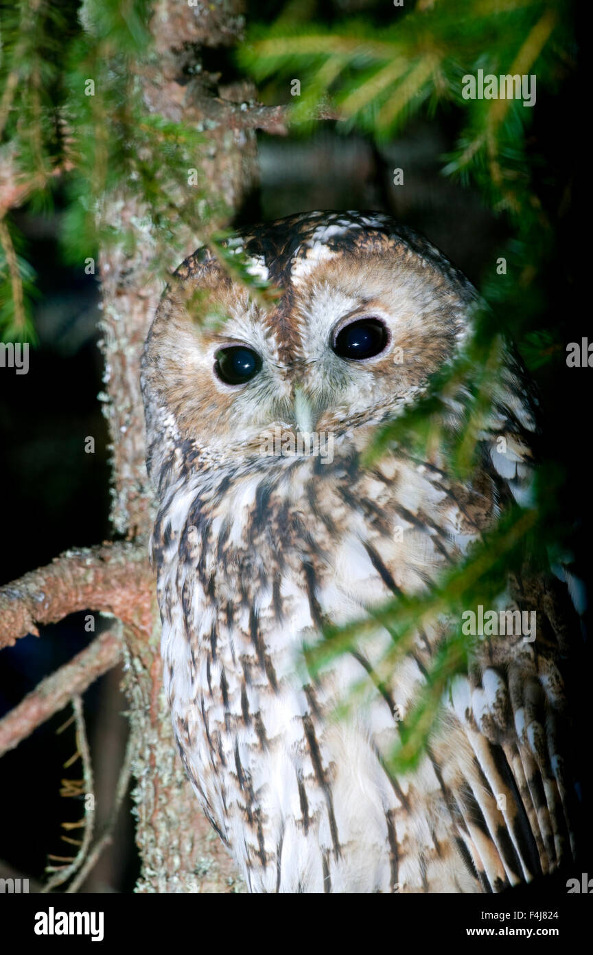 Tawny owl in a tree Stock Photo - Alamy