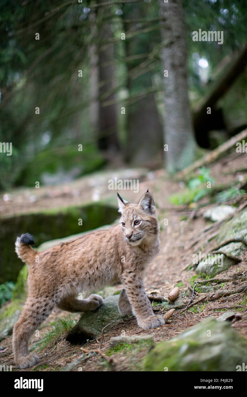 Lynx in the forest Stock Photo - Alamy