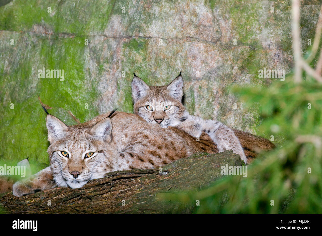 Lynx lynx family hi-res stock photography and images - Alamy