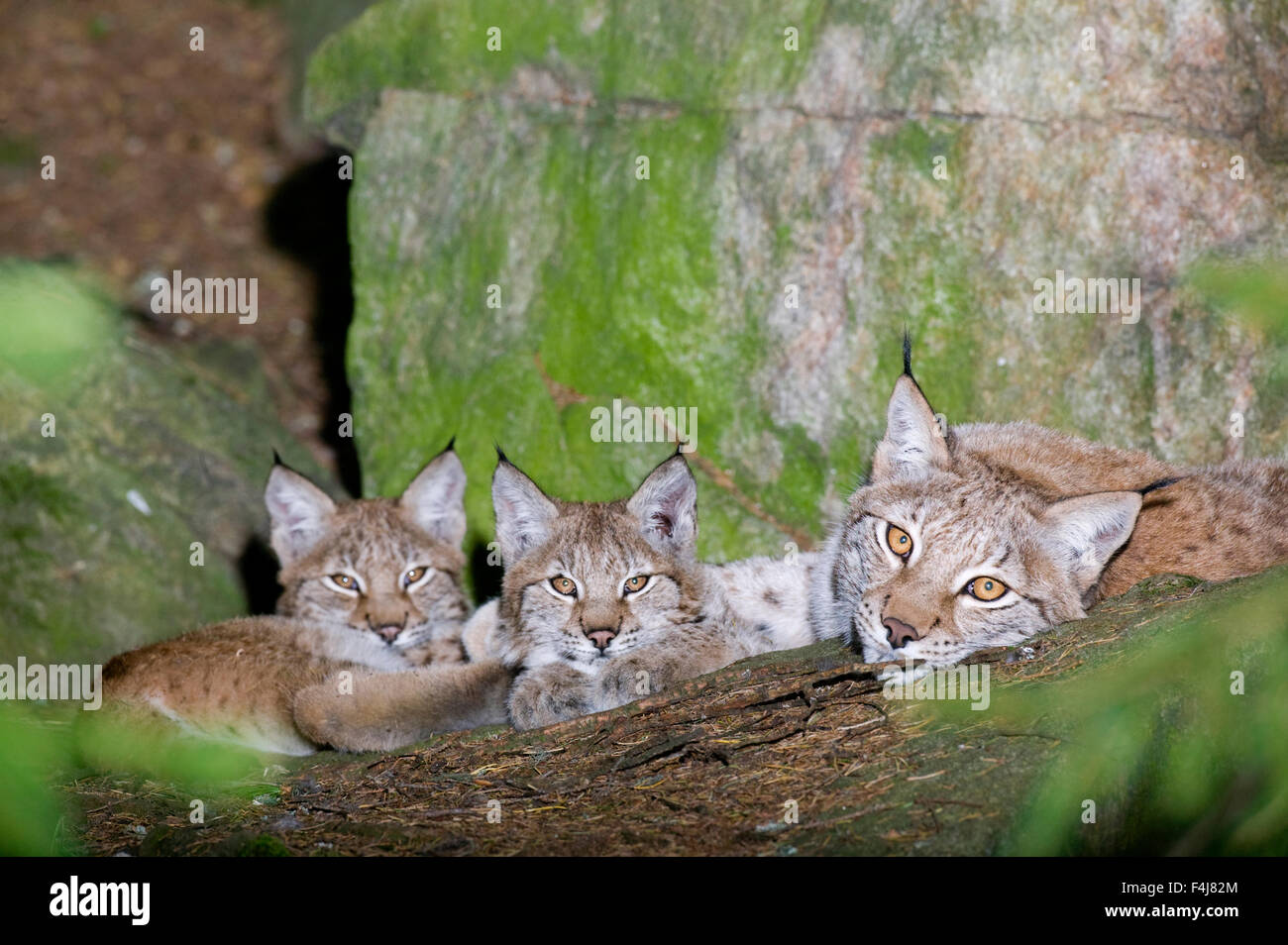 A lynx family Stock Photo - Alamy