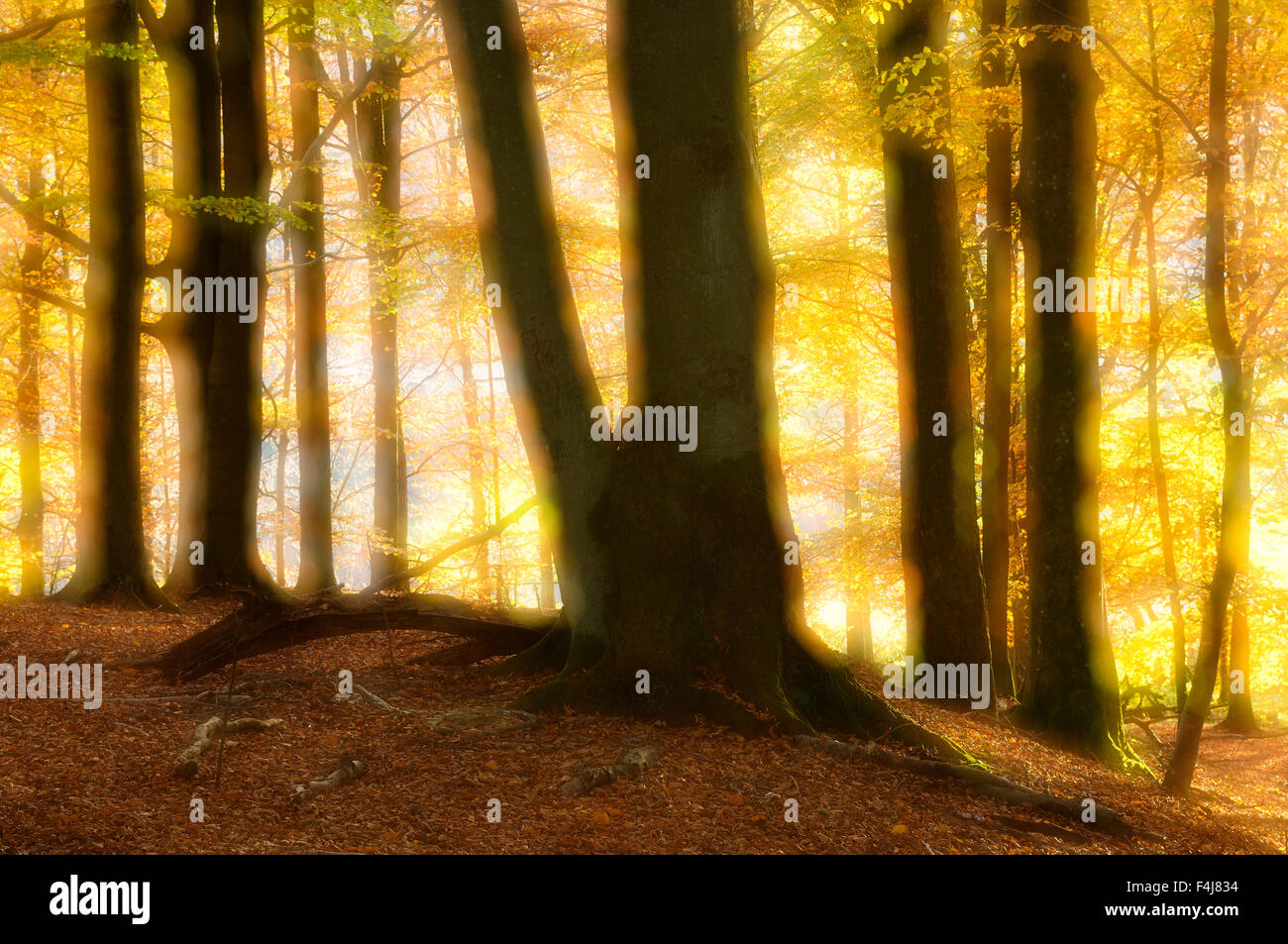 Soft focus autumn colours hi-res stock photography and images - Alamy