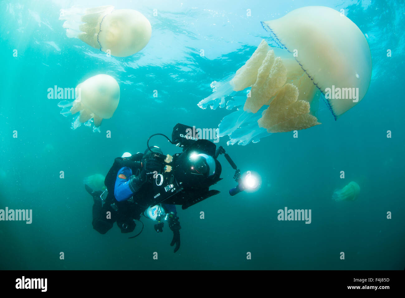 Real Giant Jellyfish