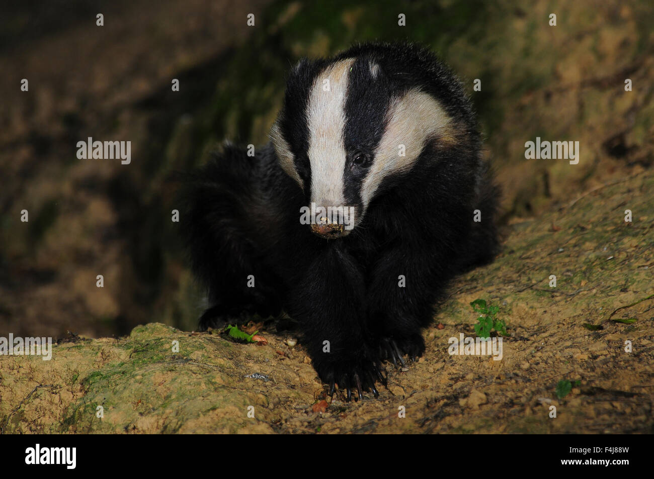 Badger set hi-res stock photography and images - Alamy