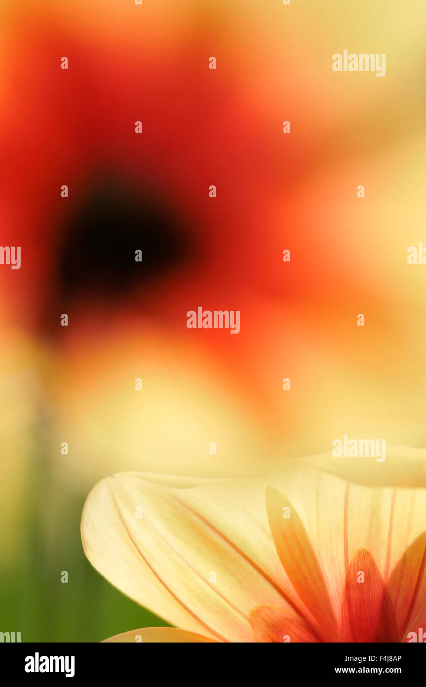 Close up botanical hi-res stock photography and images - Alamy