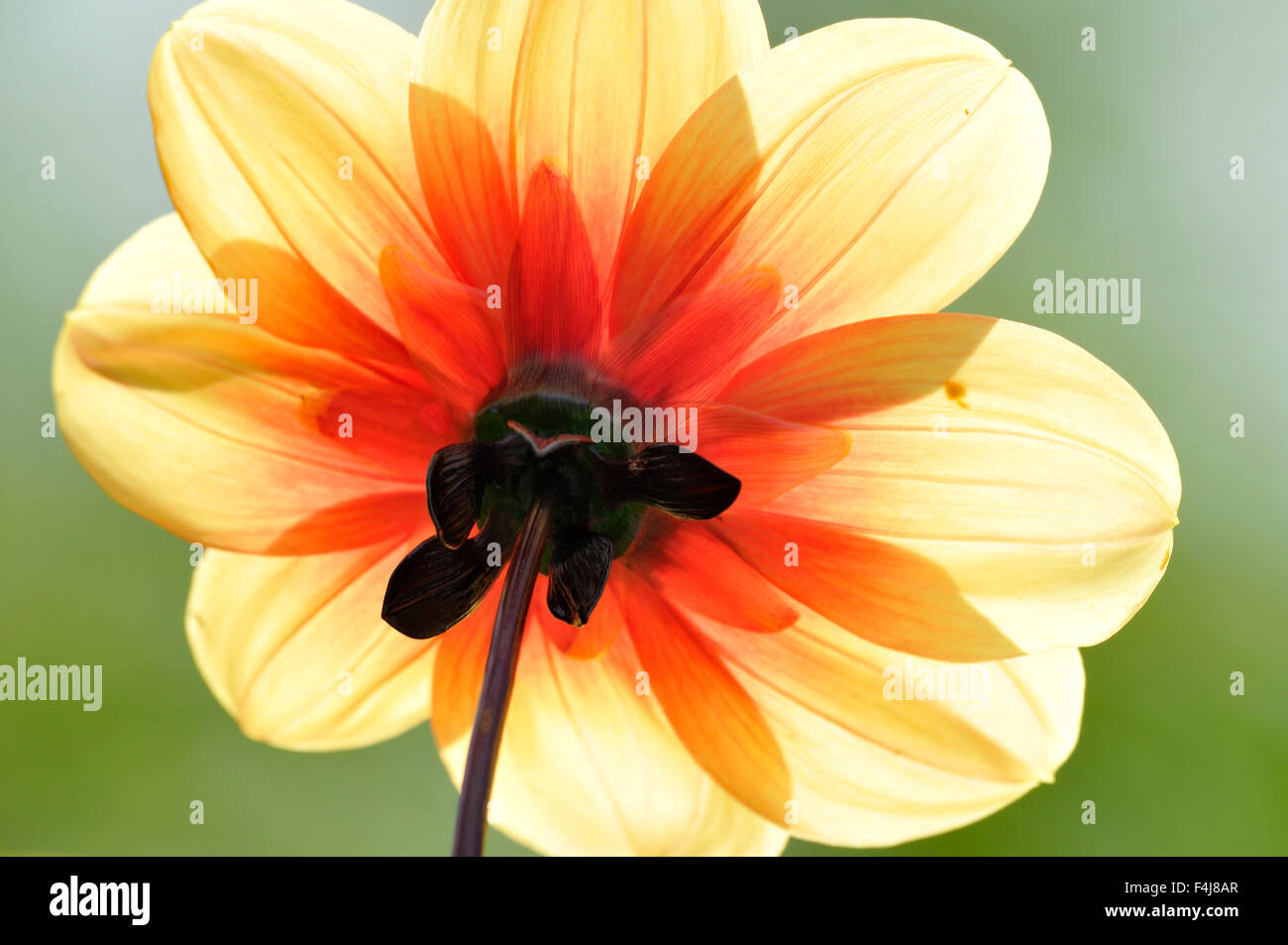 Flower photographed from behind Stock Photo - Alamy
