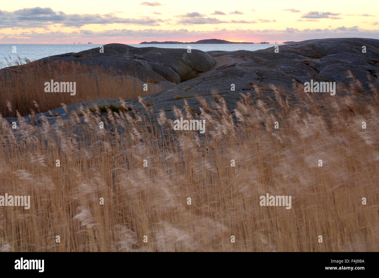 Reed and flat rocks Stock Photo - Alamy