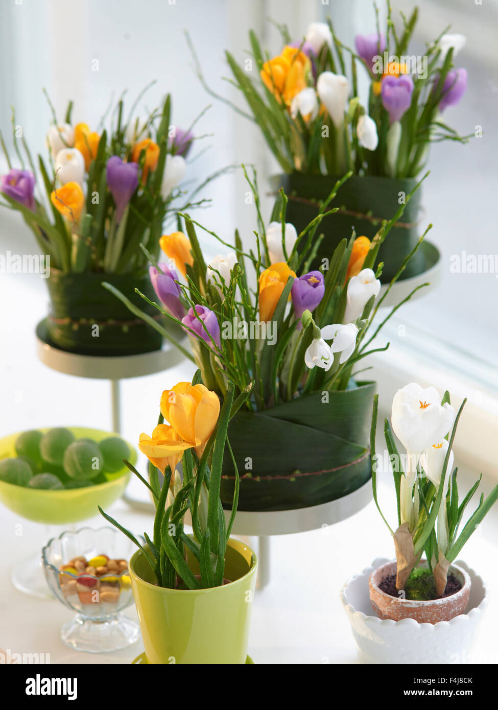 Potted crocus hi-res stock photography and images - Alamy