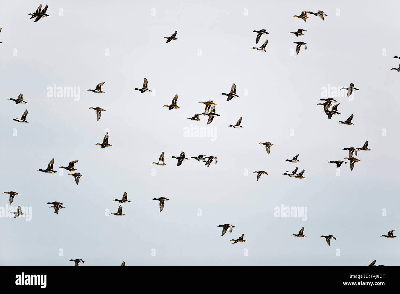 A flock of wild ducks Stock Photo - Alamy