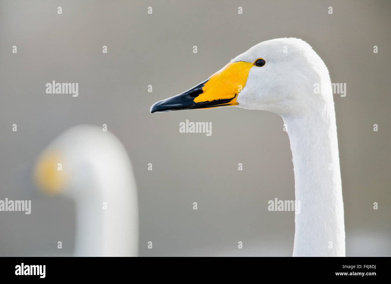 Make it a whopper hi-res stock photography and images - Alamy