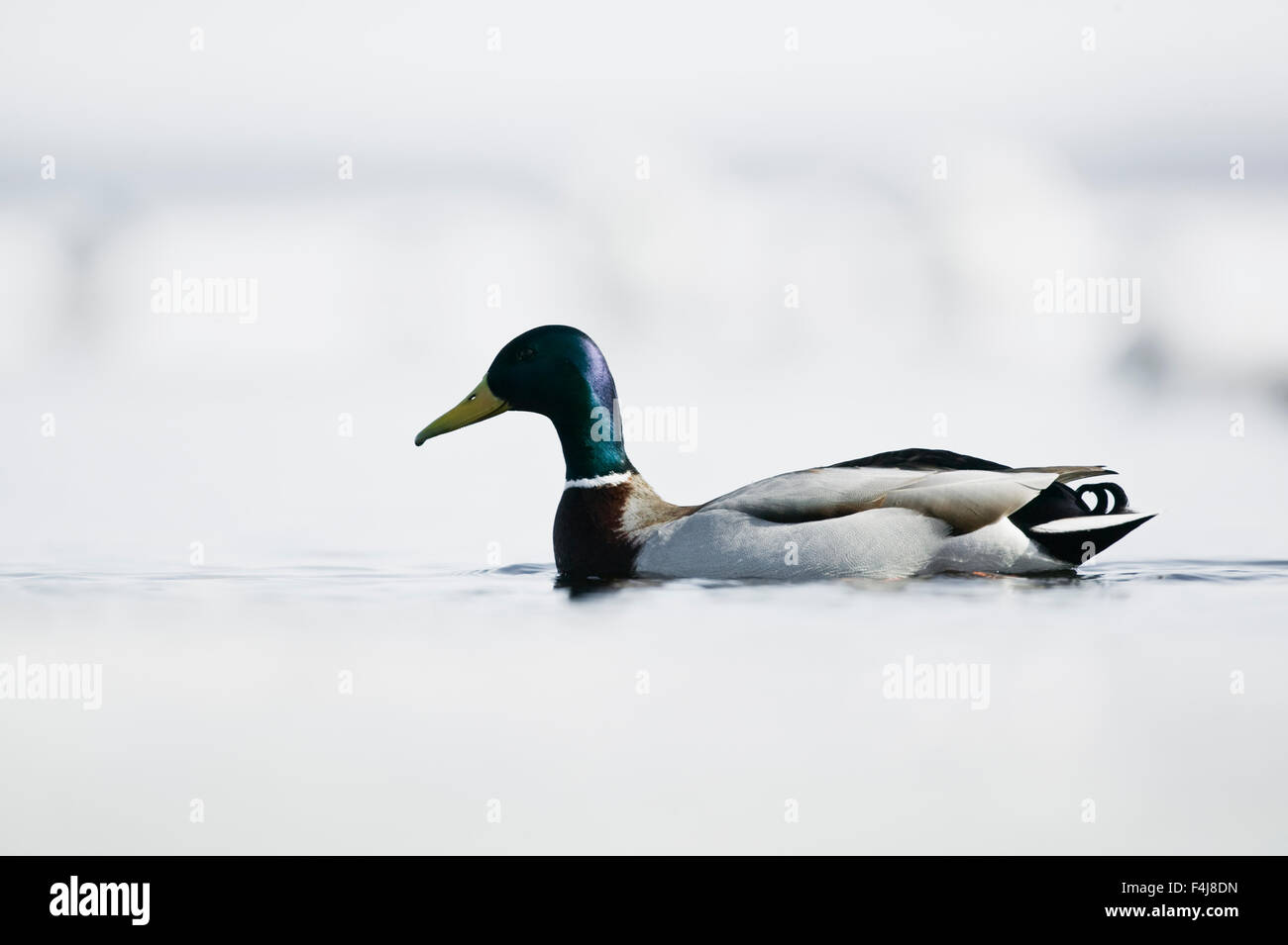 Wild duck male Stock Photo - Alamy