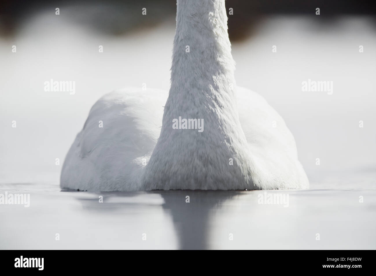 Throat of a bird hi-res stock photography and images - Alamy