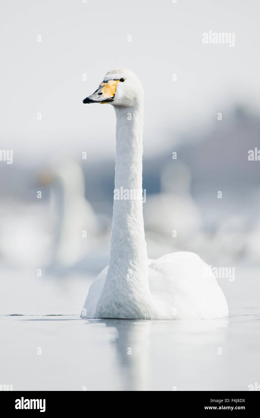 Whopper hi-res stock photography and images - Alamy