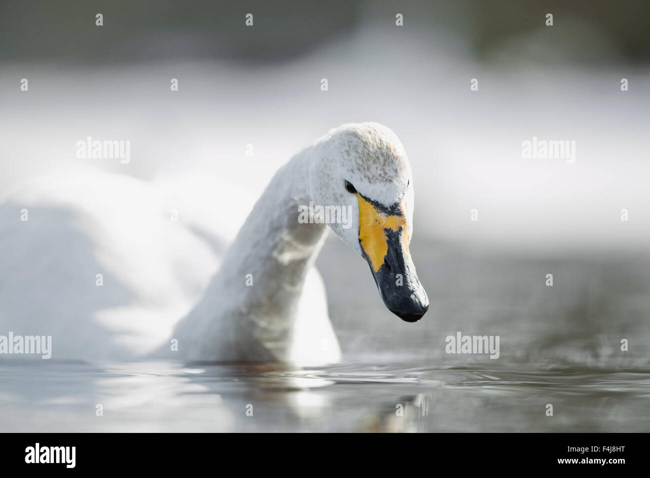 Whopper hi-res stock photography and images - Alamy