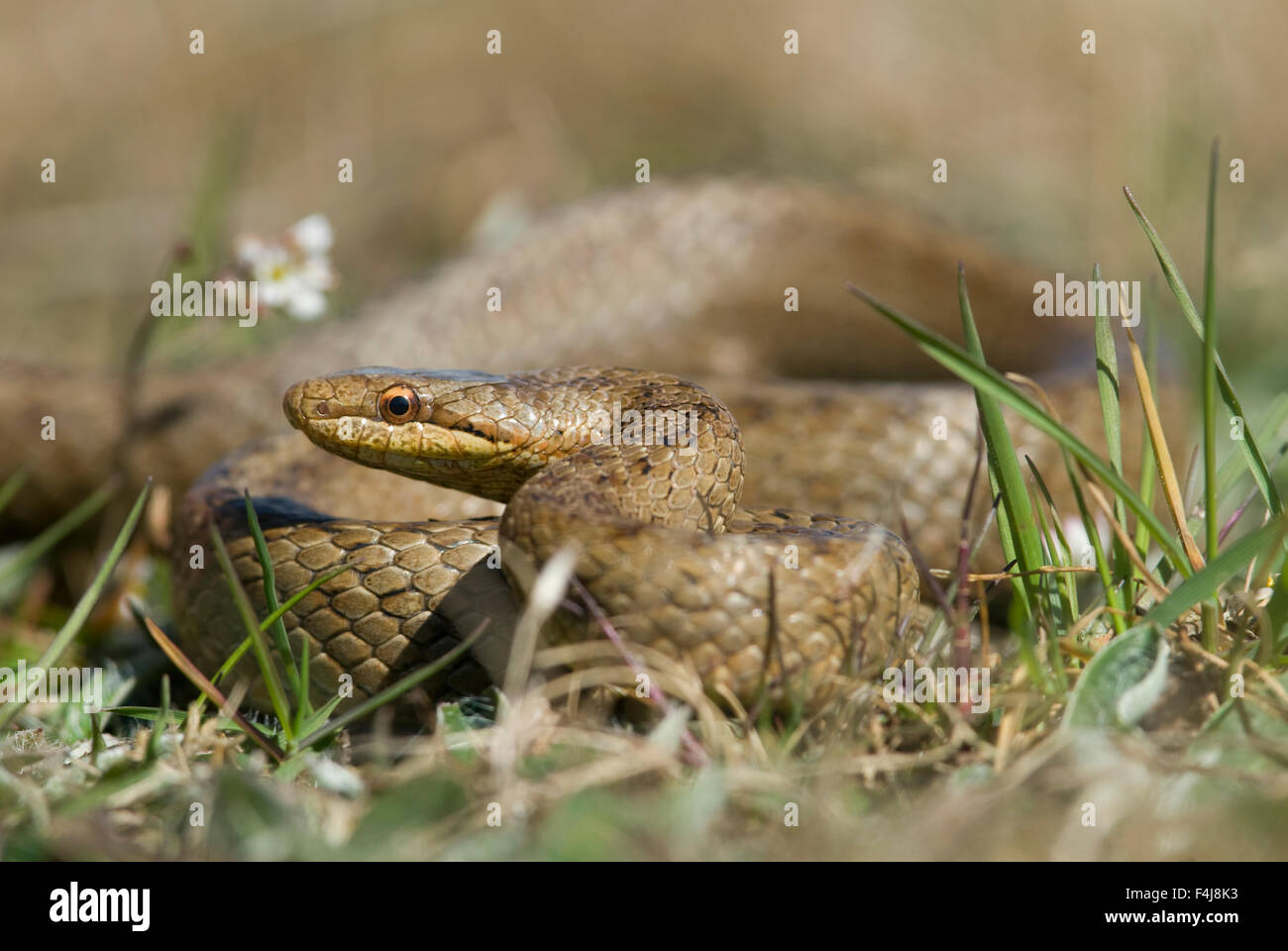 Smooth snake hi-res stock photography and images - Alamy