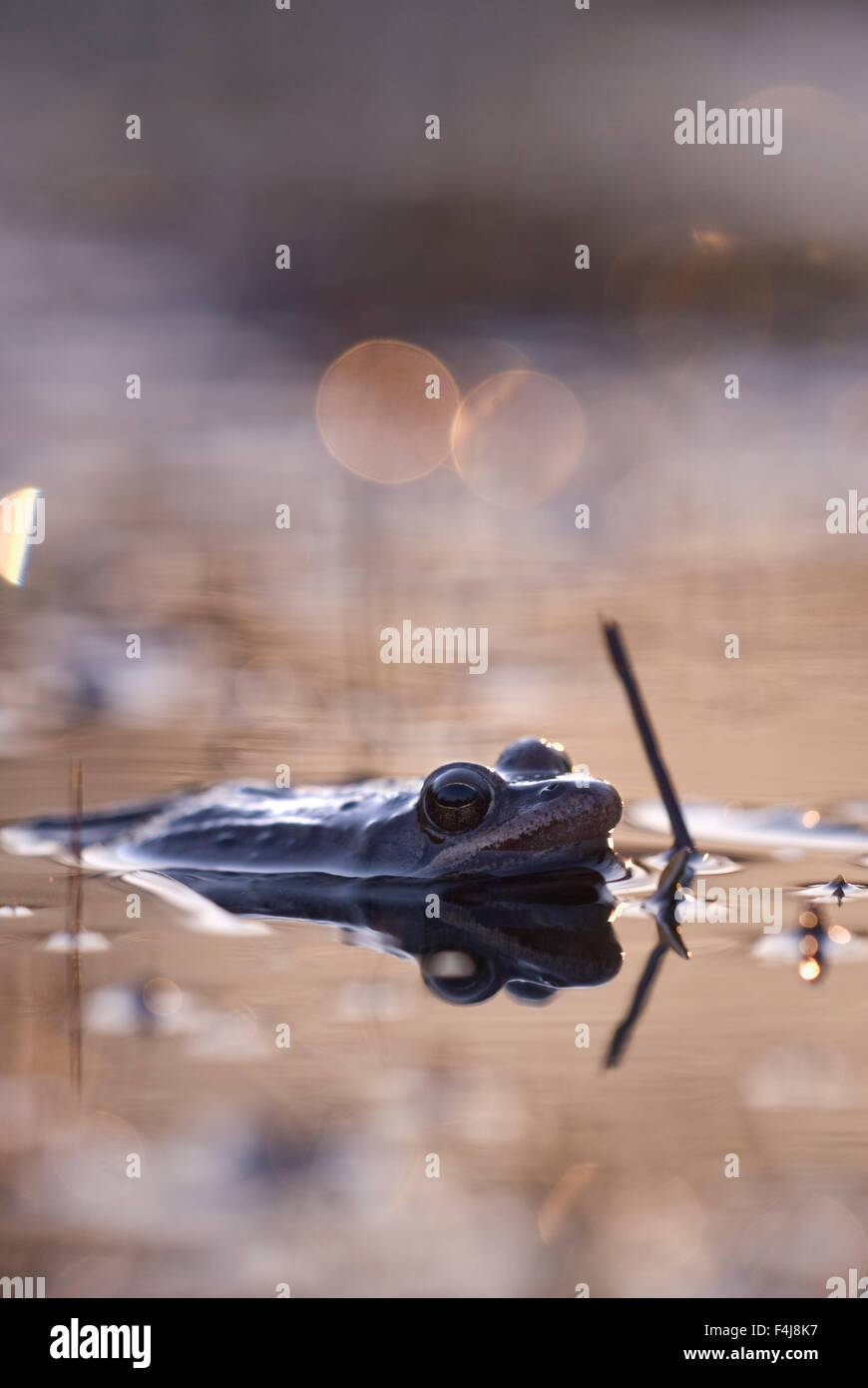 Frog in a lake Stock Photo - Alamy
