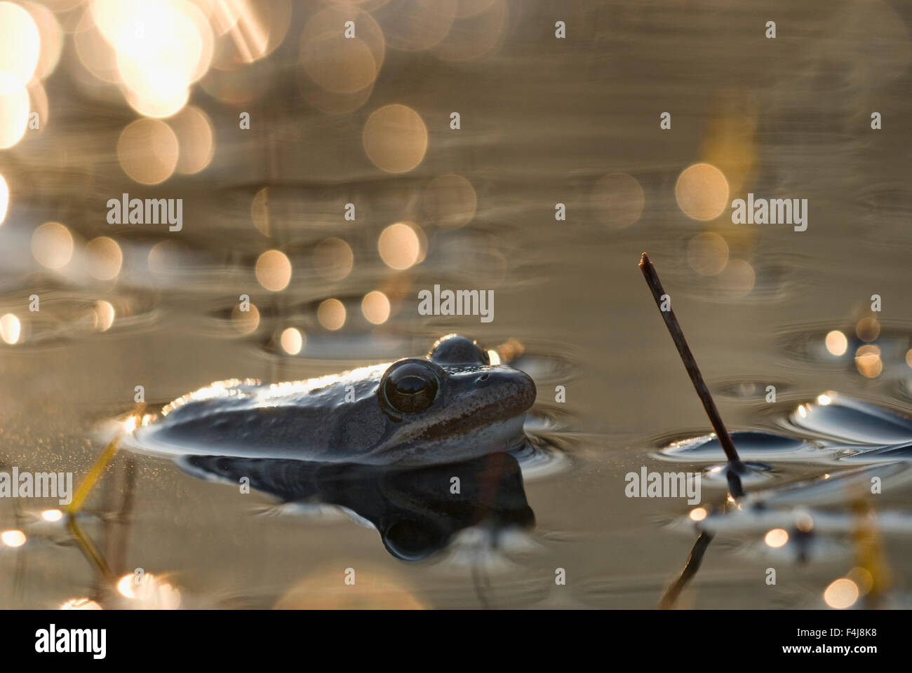 Frog in a lake Stock Photo - Alamy