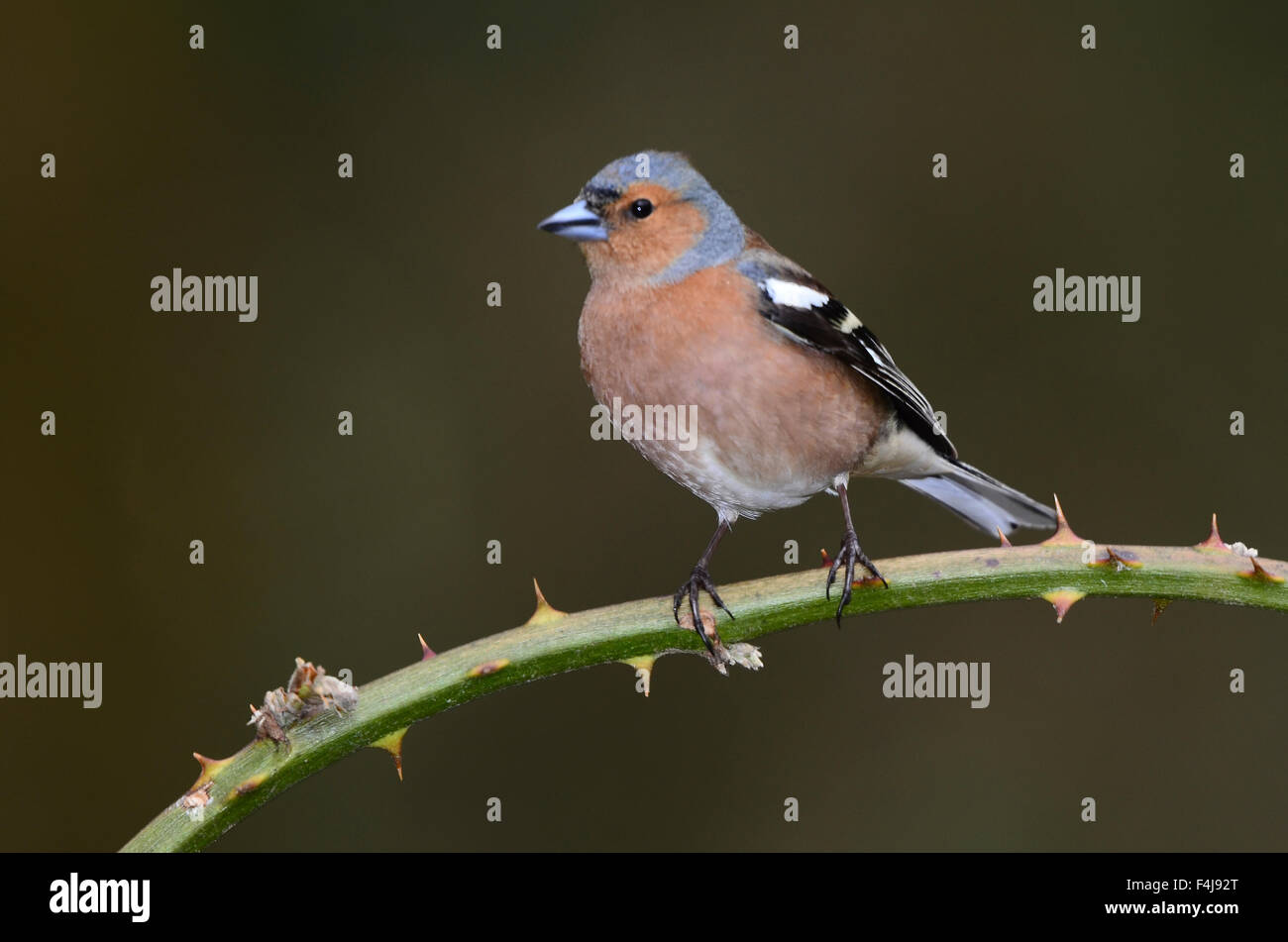 Thorns Of Bramble Bush High Resolution Stock Photography and Images - Alamy