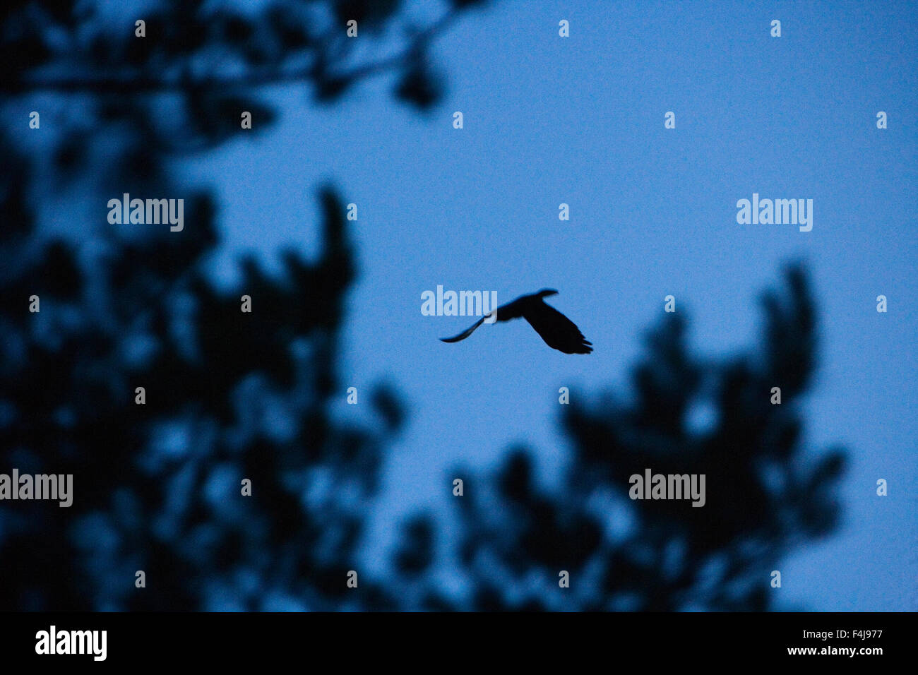 A bird flying Stock Photo - Alamy