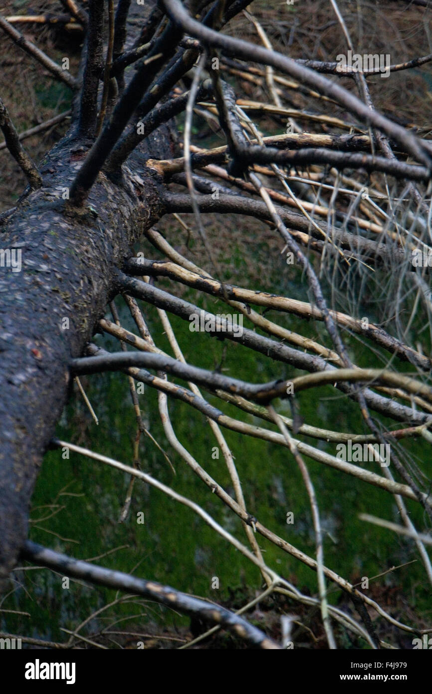 Tree fallen in bad weather hi-res stock photography and images - Alamy