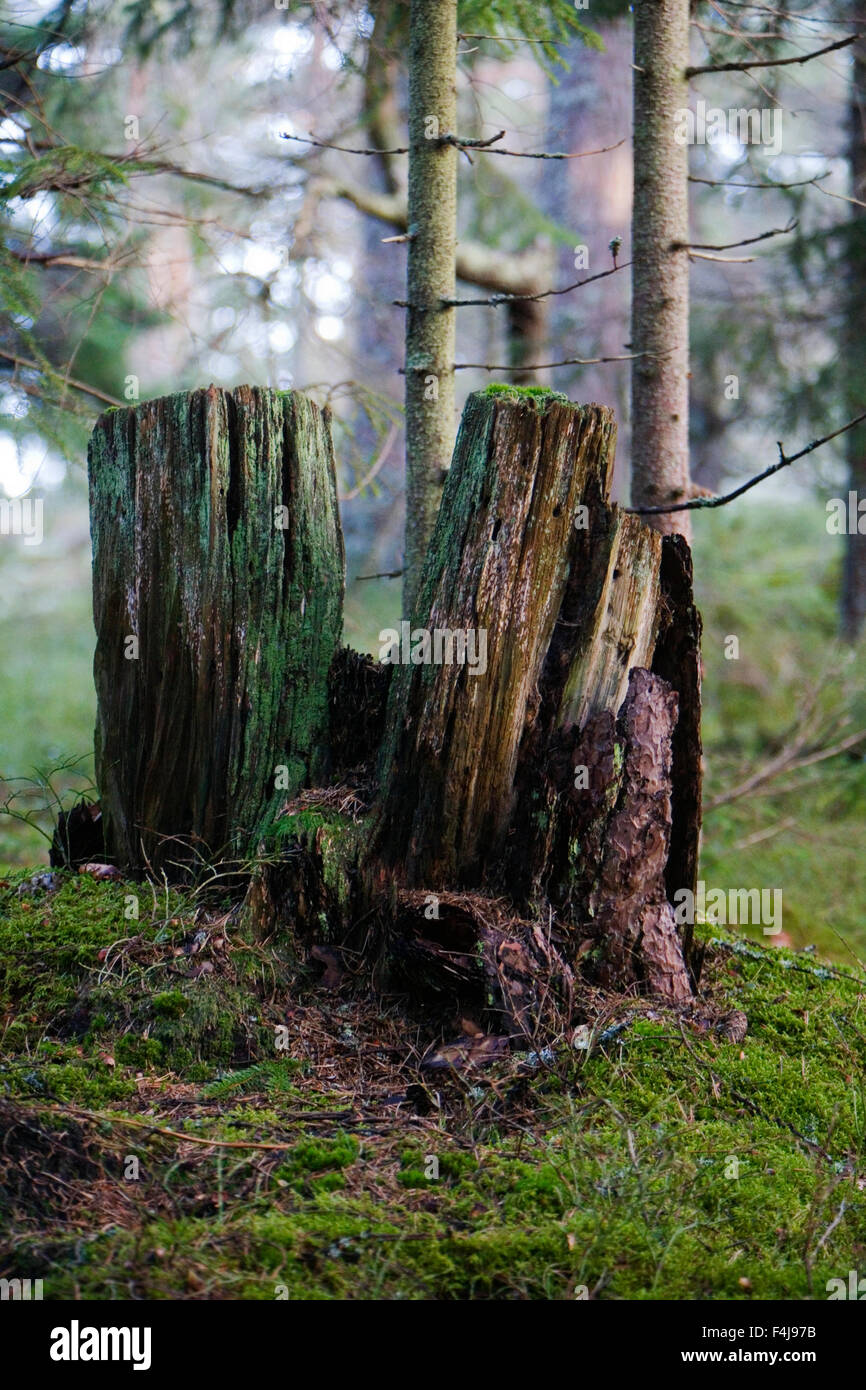 A stub in the forest, Sweden Stock Photo - Alamy