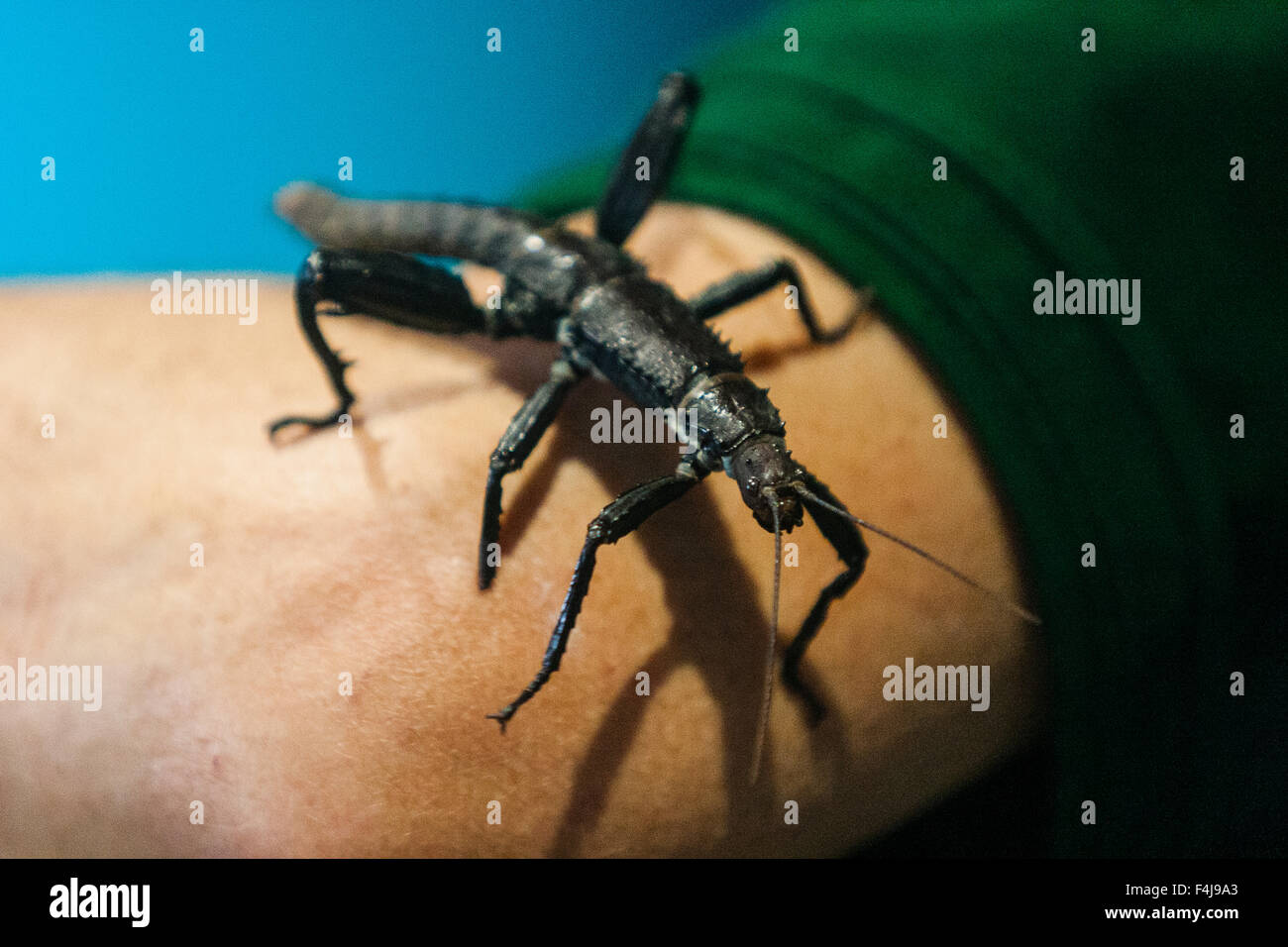 Giant spiny stick insect hi-res stock photography and images - Alamy