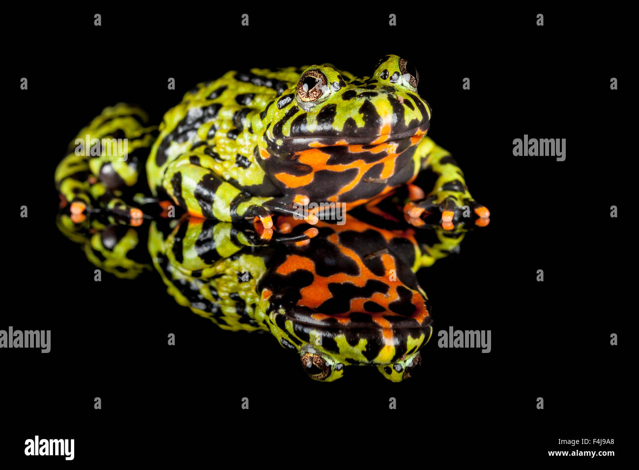 Oriental fire-bellied toad, Bombina orientalis Stock Photo - Alamy