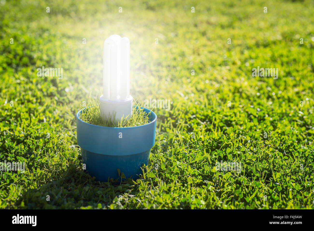 Grass bulb hi-res stock photography and images - Alamy