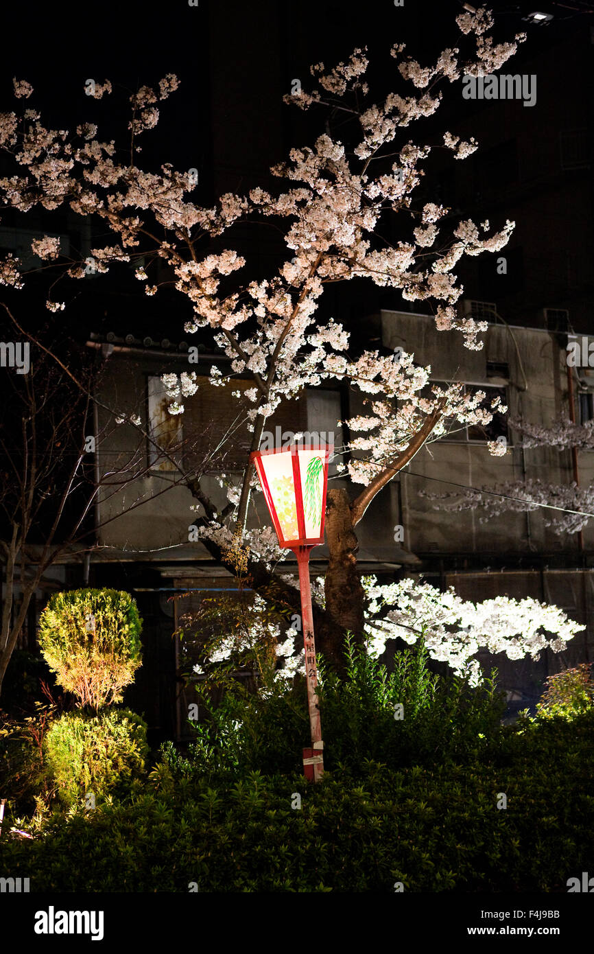 Cherry blossom in the night, Japan Stock Photo - Alamy