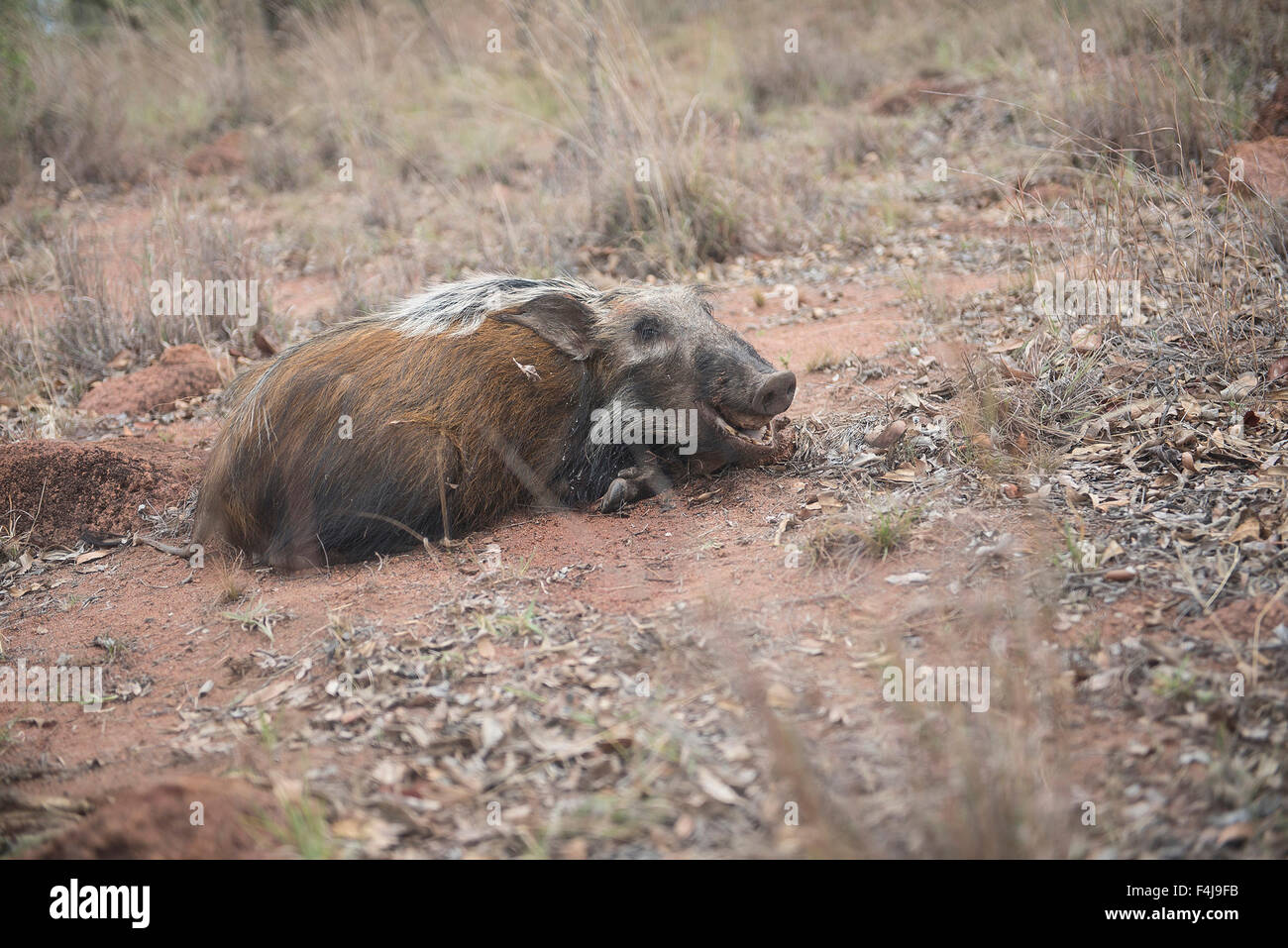 A bush pig is seen laying dead on the ground after it was hunted and ...