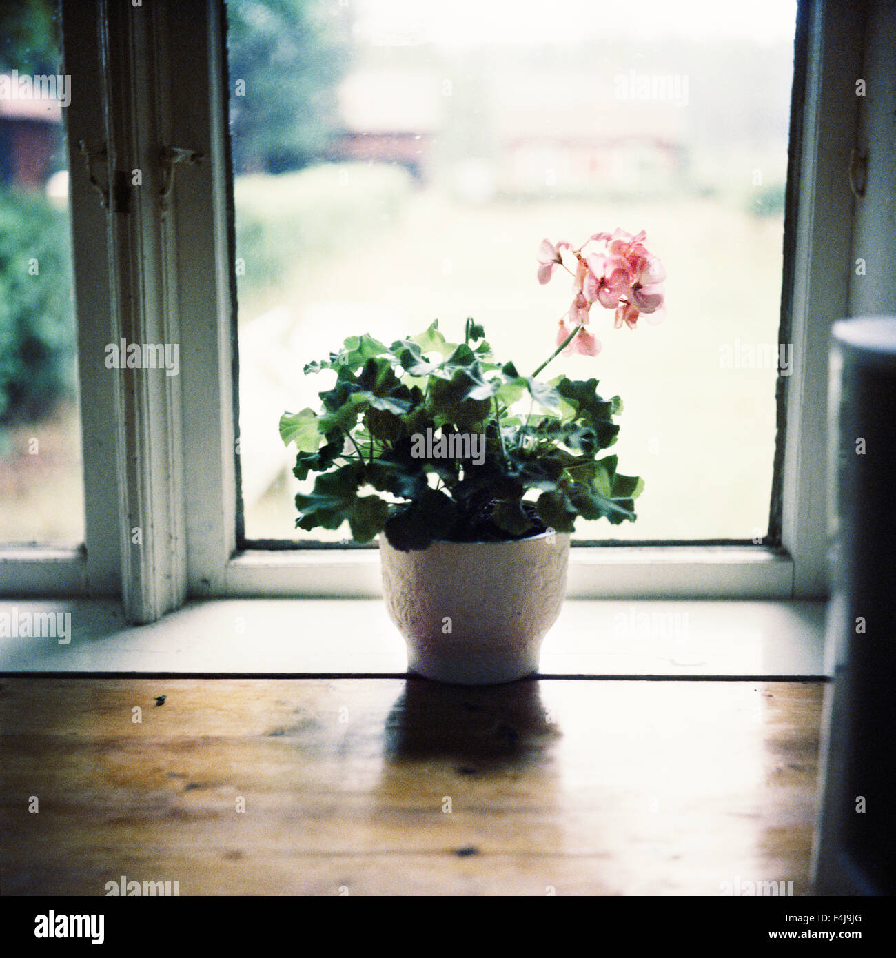 A flower in a window Stock Photo - Alamy