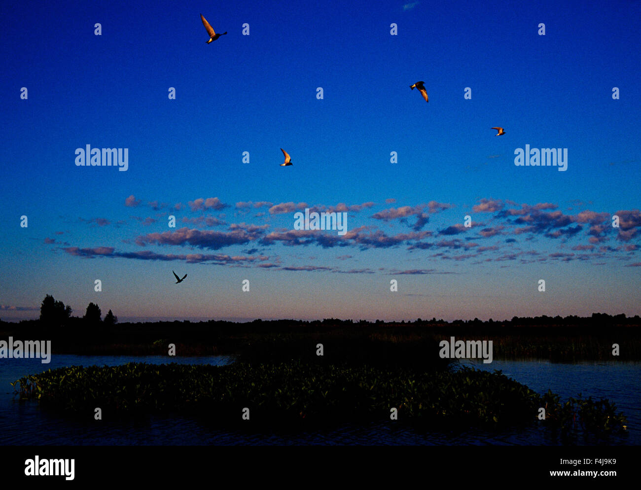 Birds flying over a swamp Stock Photo - Alamy