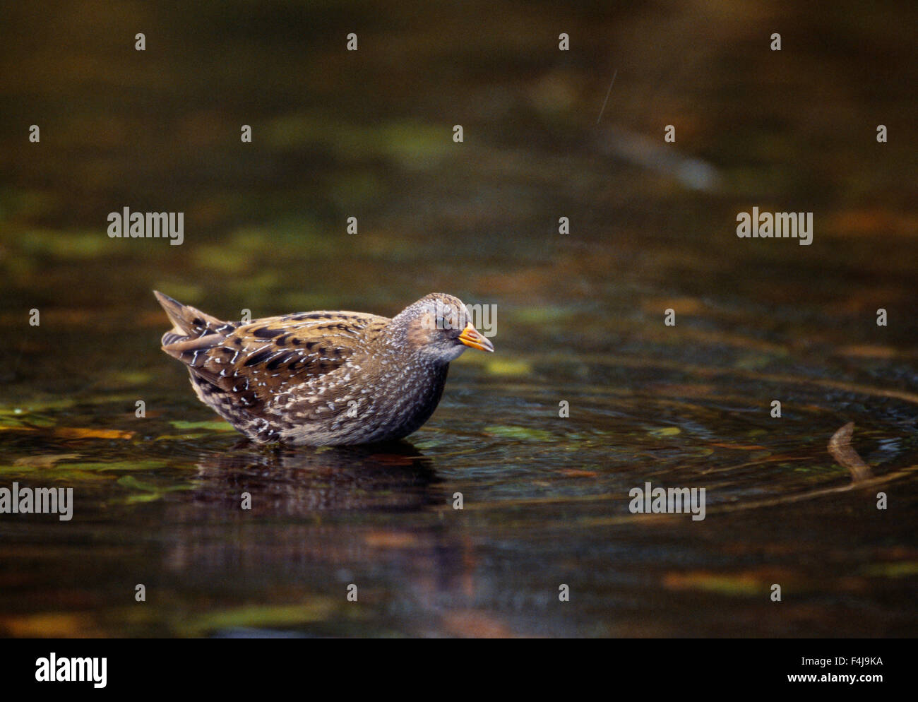 A spotted crake in the water Stock Photo - Alamy
